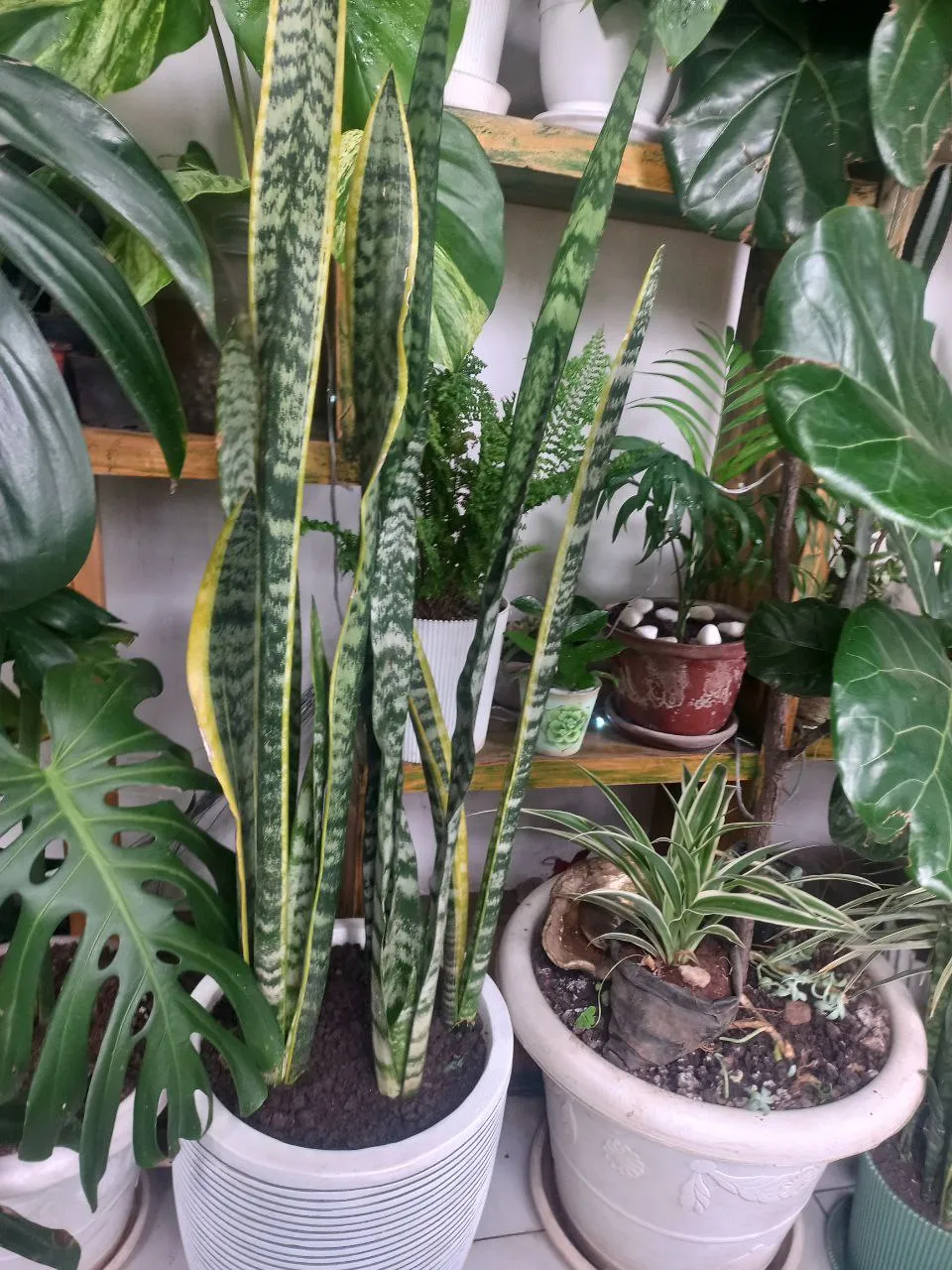 Snake plant | Chaka Plants